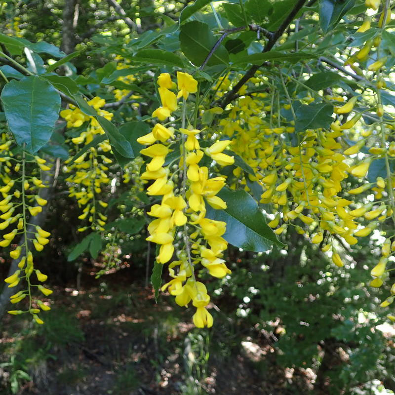 Cytise_des_Alpes - Randonner en Haute-Provence Forcalquier