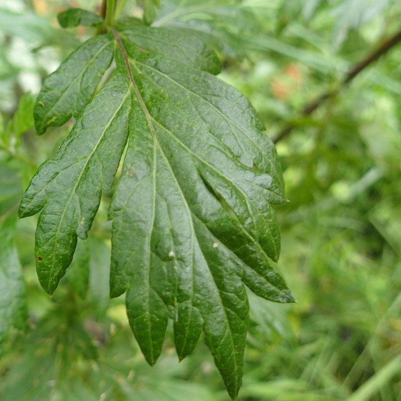 Armoise commune - Randonner en Haute-Provence Forcalquier