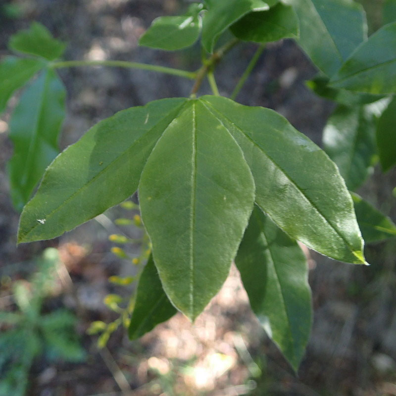 Cytise_des_Alpes - Randonner en Haute-Provence Forcalquier