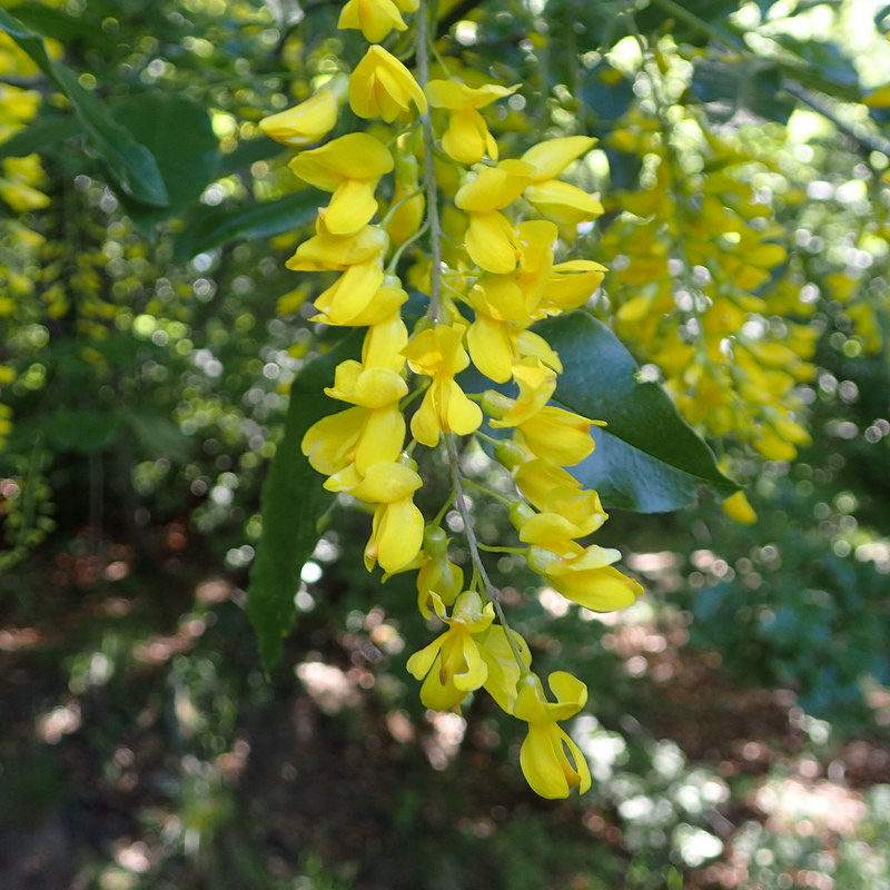 Cytise_des_Alpes - Randonner en Haute-Provence Forcalquier