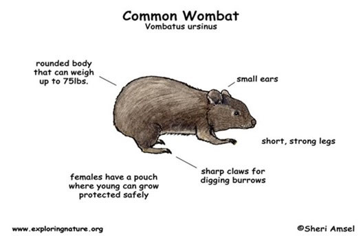 FACTS ABOUT THE COMMON WOMBAT - tassies Webseite!