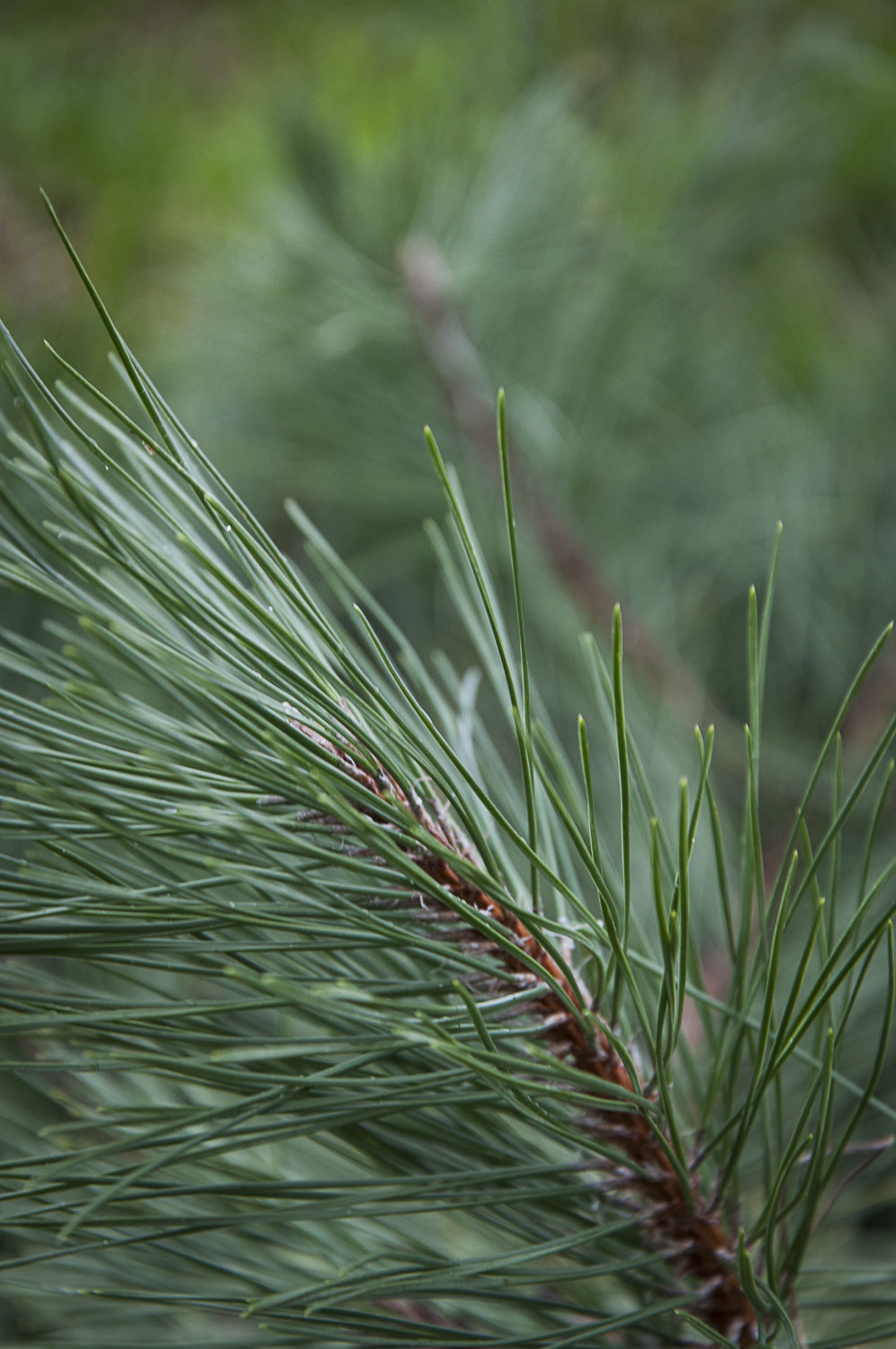 Reisig - Forsthof Eder - Christbäume, Reisig, Forstbetrieb