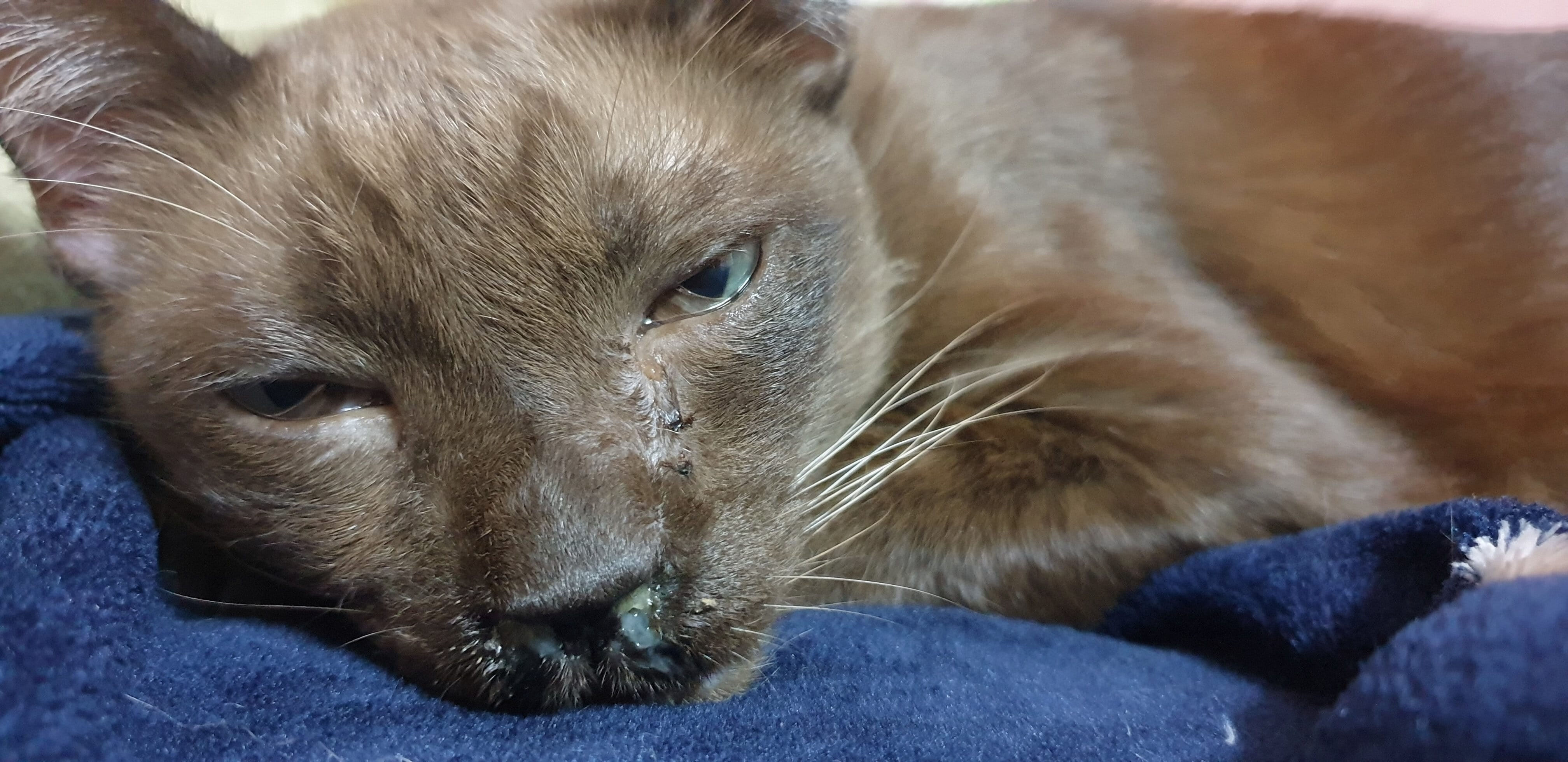 Coryza du chat, Causes & symptômes Coryza du chat - Clinique ...