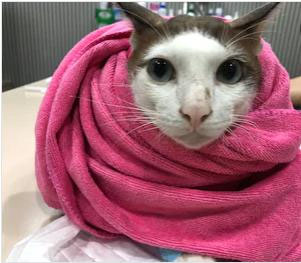 Maladies - Qu'est ce que la leucose du chat ? - Clinique vétérinaire ...