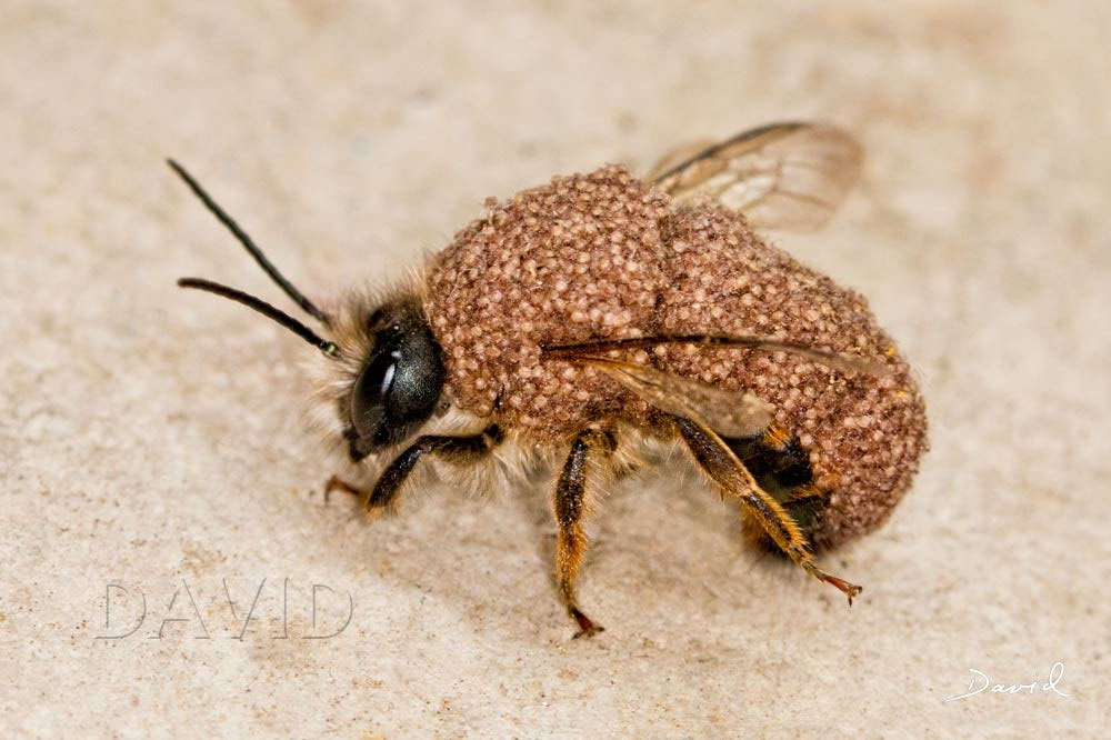 Milben Chaetodactylus Osmiae Wildbienenschutz Im Naturgarten