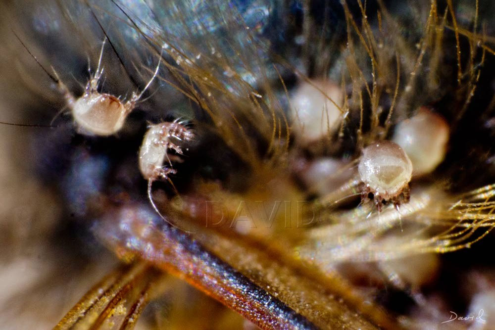 Milben (Chaetodactylus osmiae) - Wildbienenschutz im Naturgarten