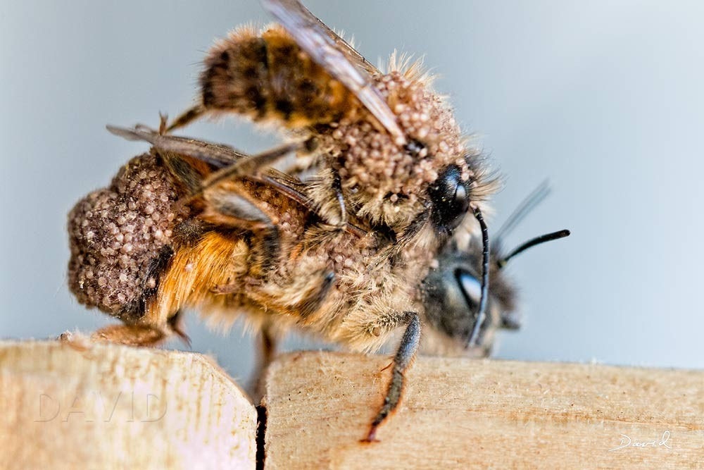 Milben (Chaetodactylus osmiae) - Wildbienenschutz im Naturgarten