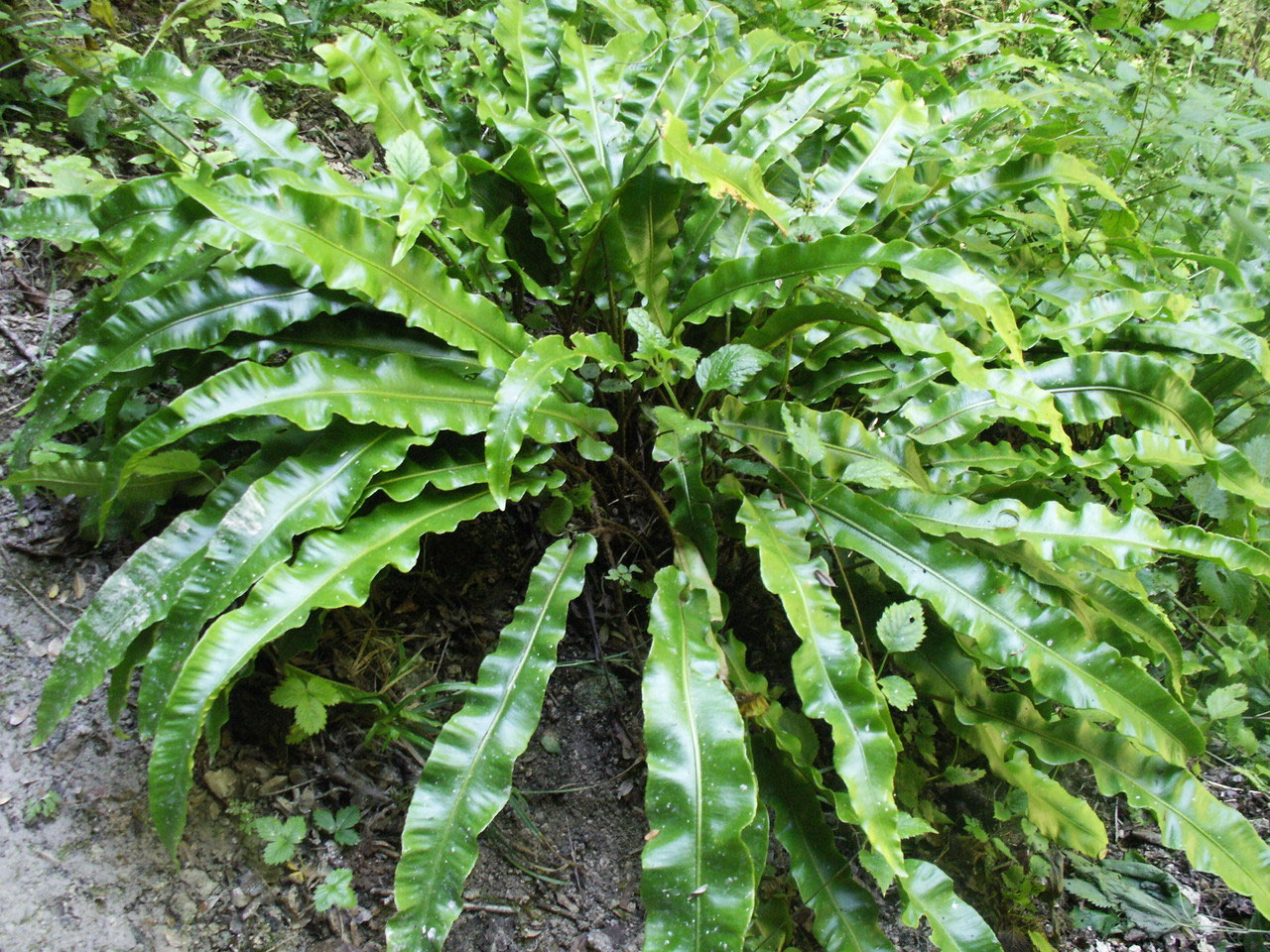 PLANTAS VASCULARES - Página Jimdo de iberoflora