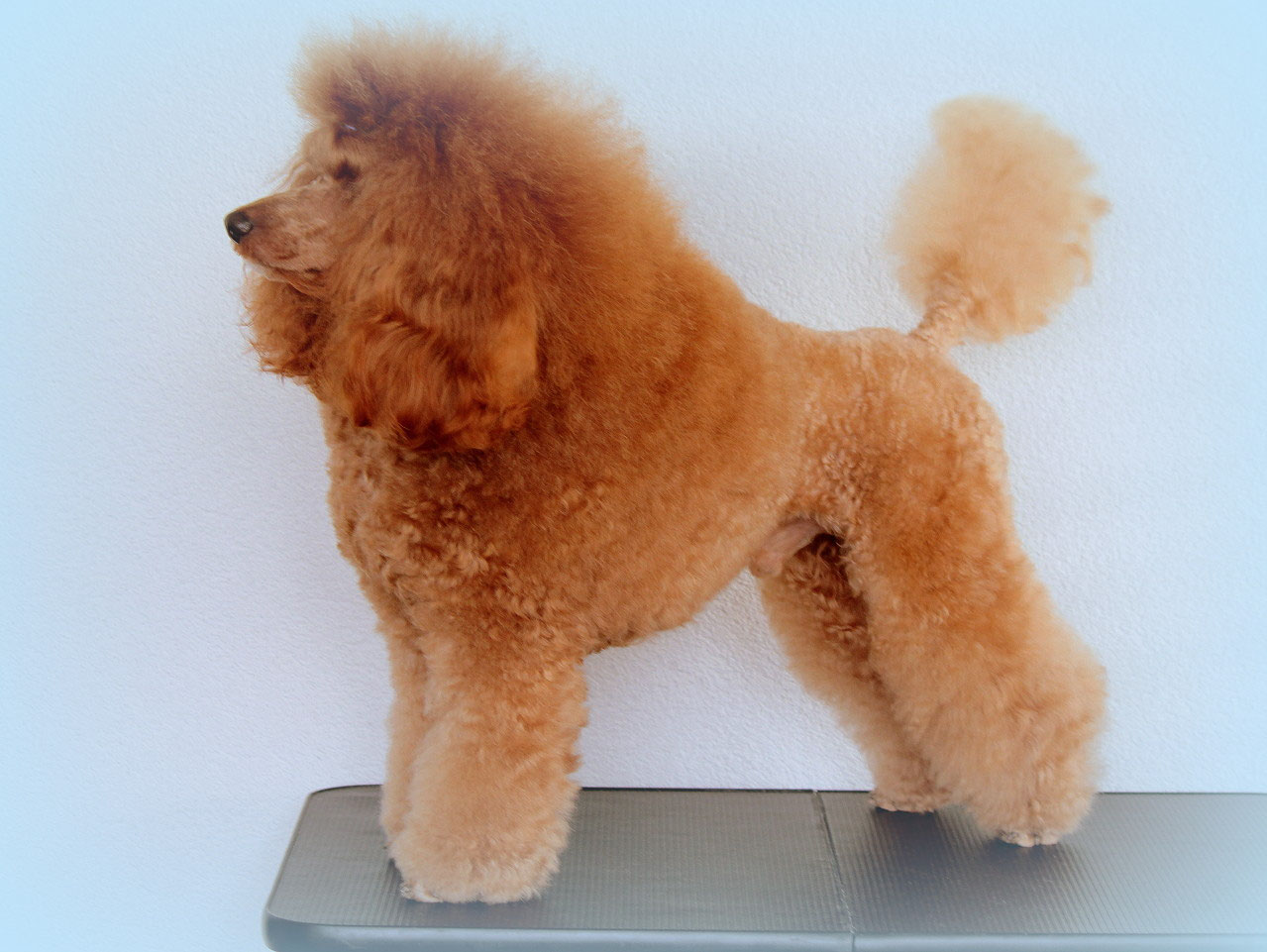 Schurarten - Lockenhunde