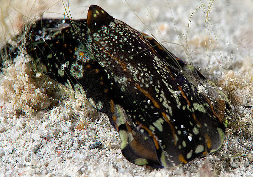 Philinopsis speciosa - Nudibranches Tahiti Sea slugs of French Polynesia