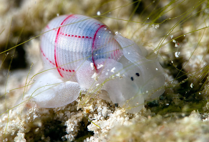 Bullina nobilis - Nudibranches Tahiti Sea slugs of French Polynesia