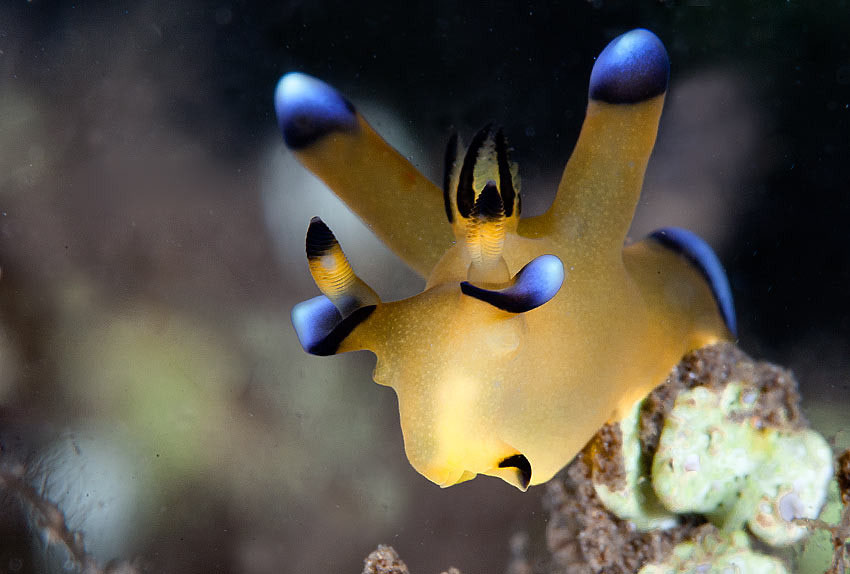 Thecacera pacifica - Nudibranches Tahiti Sea slugs of French Polynesia