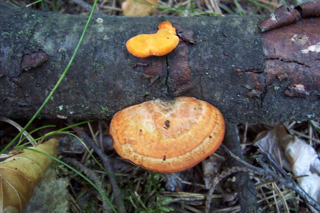 Zinnoberrote Tramete - Natur im Barnim