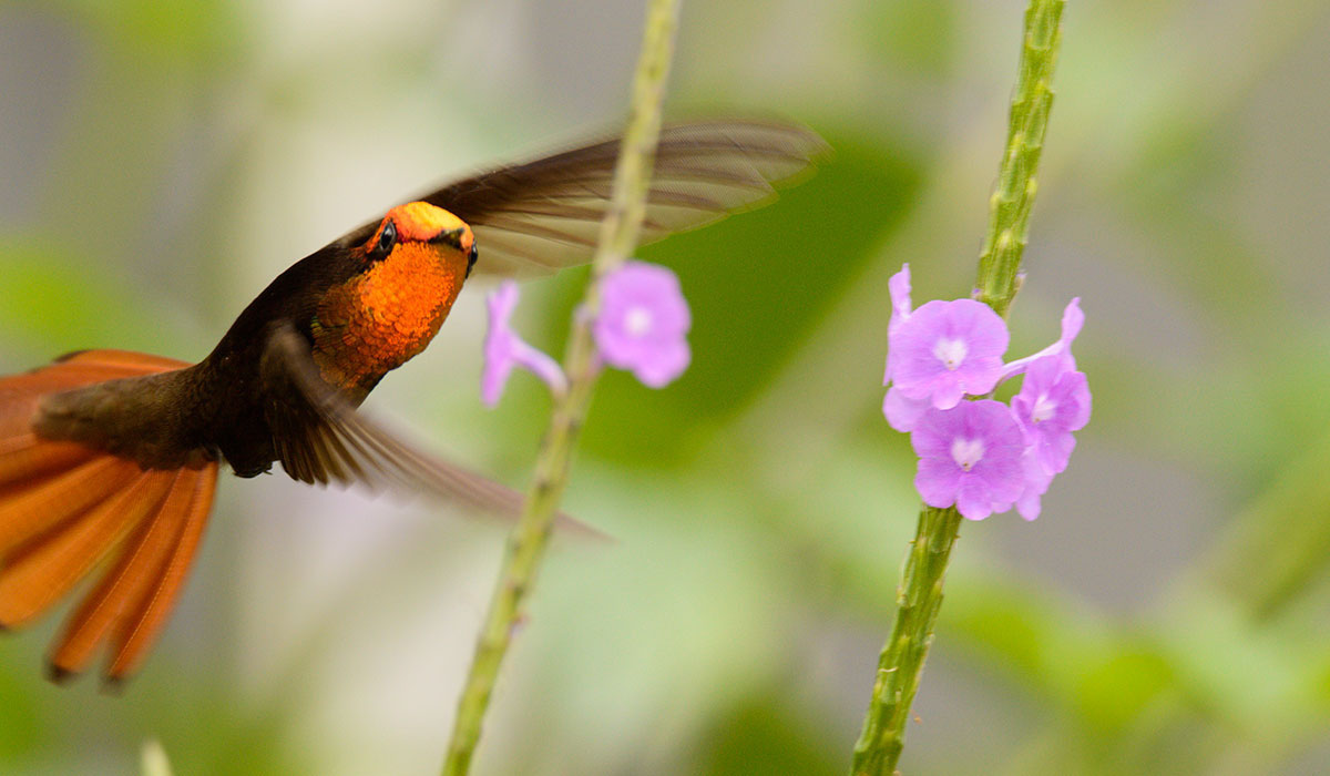 Wildlife Guide - El Socorro Centre for Wildlife Conservation