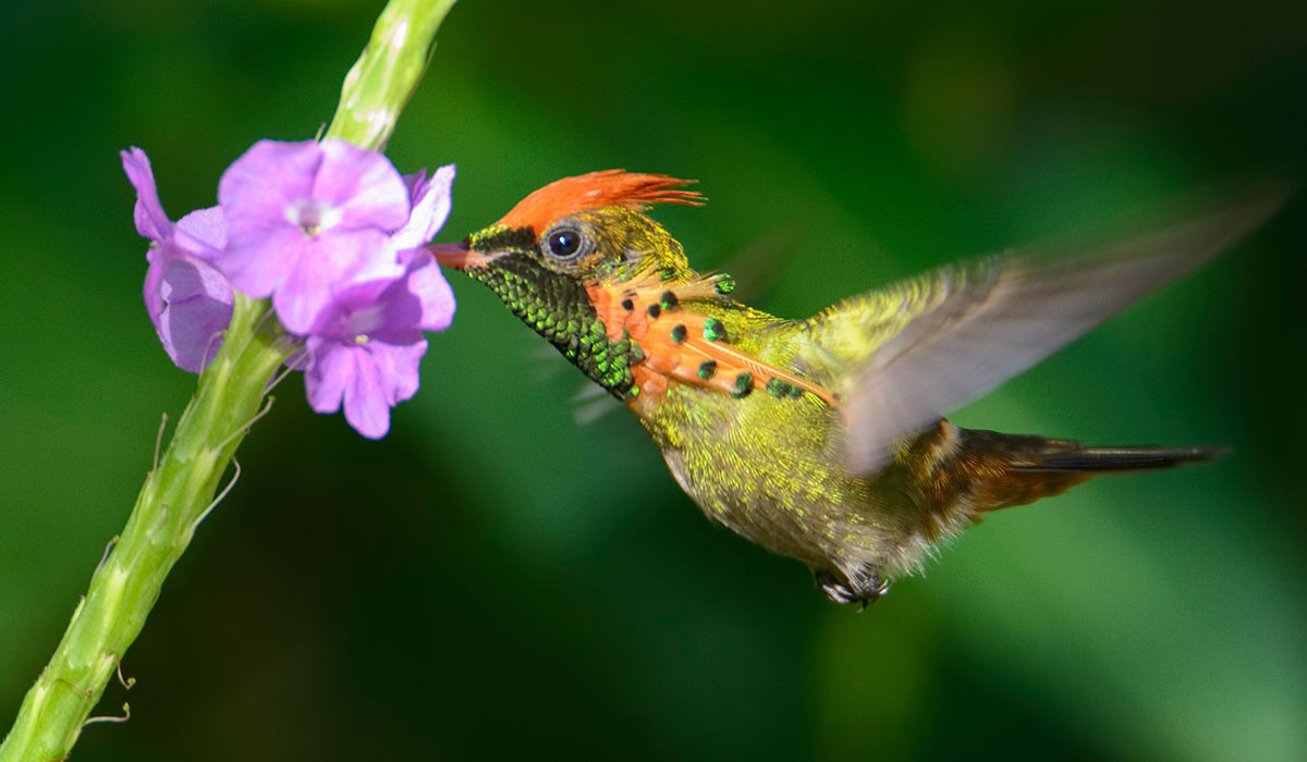 Wildlife Guide - El Socorro Centre for Wildlife Conservation