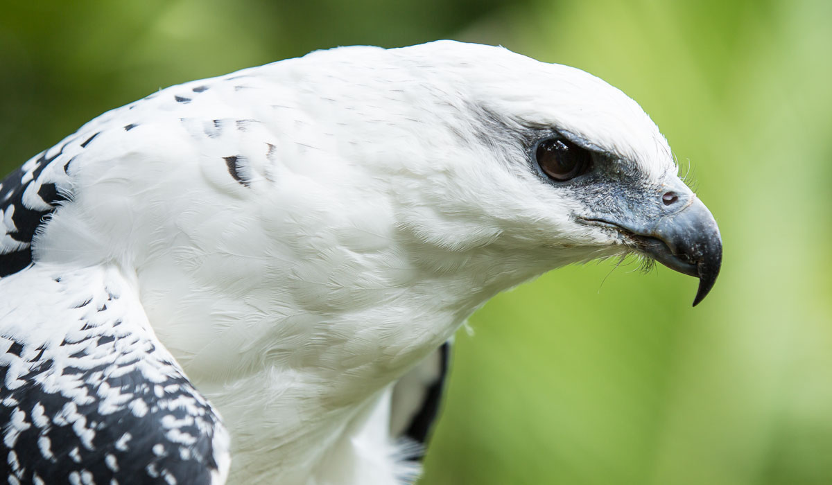 Wildlife Guide - El Socorro Centre for Wildlife Conservation