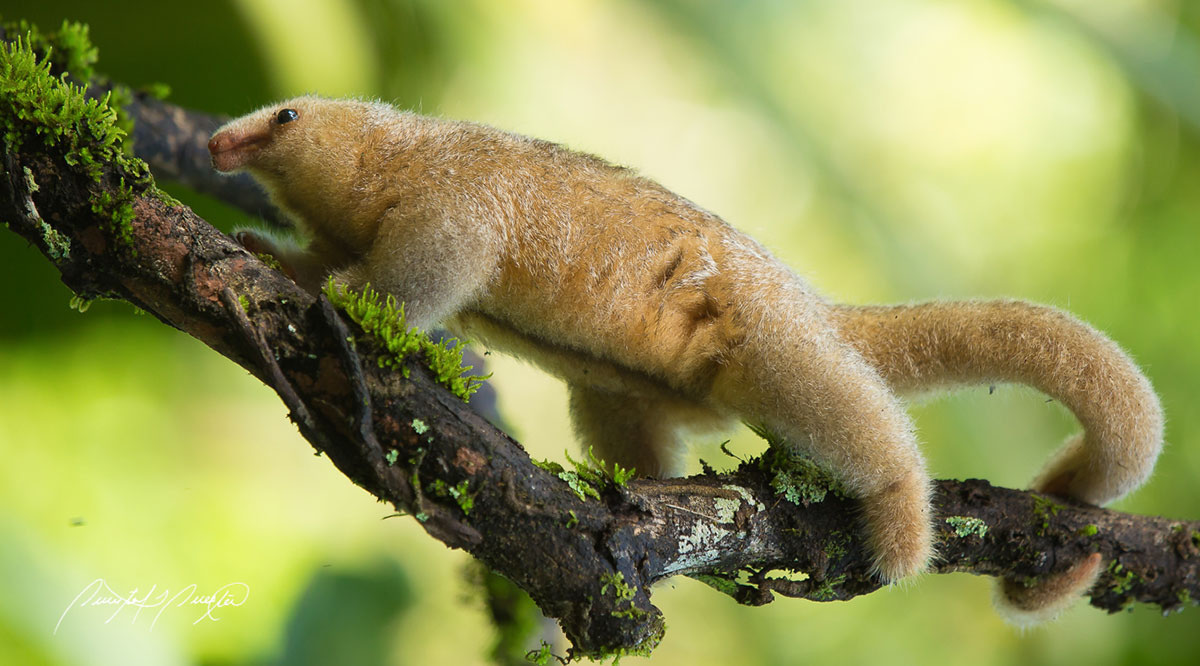 Wildlife Guide - El Socorro Centre for Wildlife Conservation