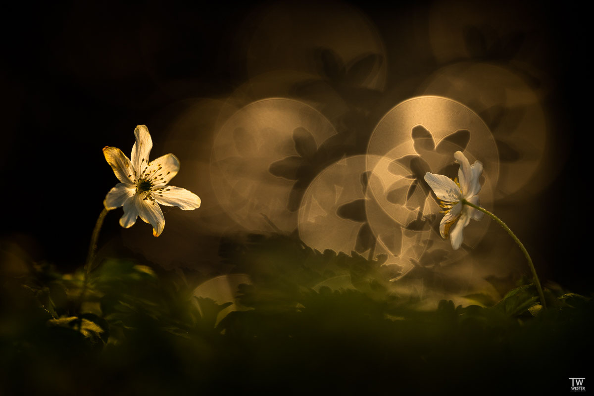 What makes a good nature photo? - my focus - Thomas Wester ...