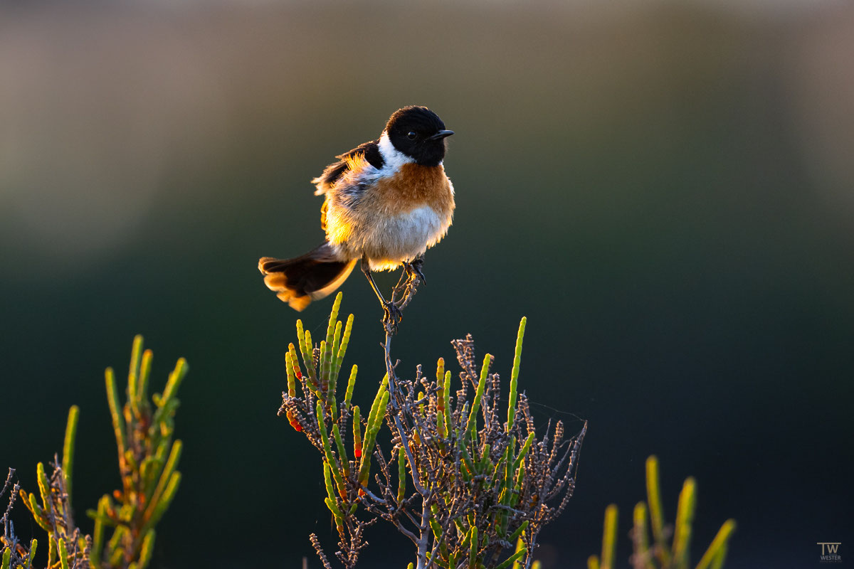 Birding Majorca (Part 3): The small and wonderful world of the ...