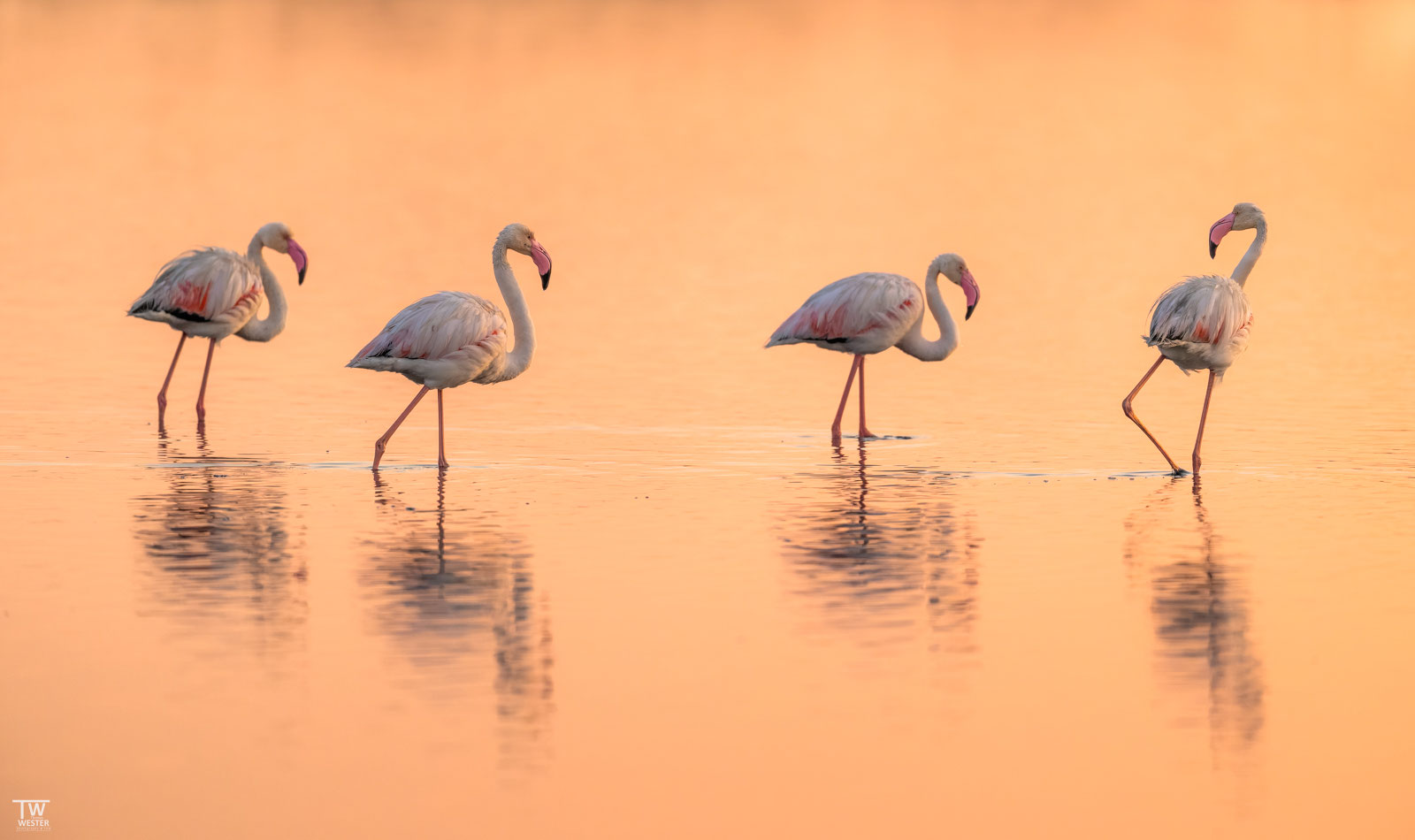 Bird Photography on Mallorca (Part 1): Life at the salt lakes - Thomas ...