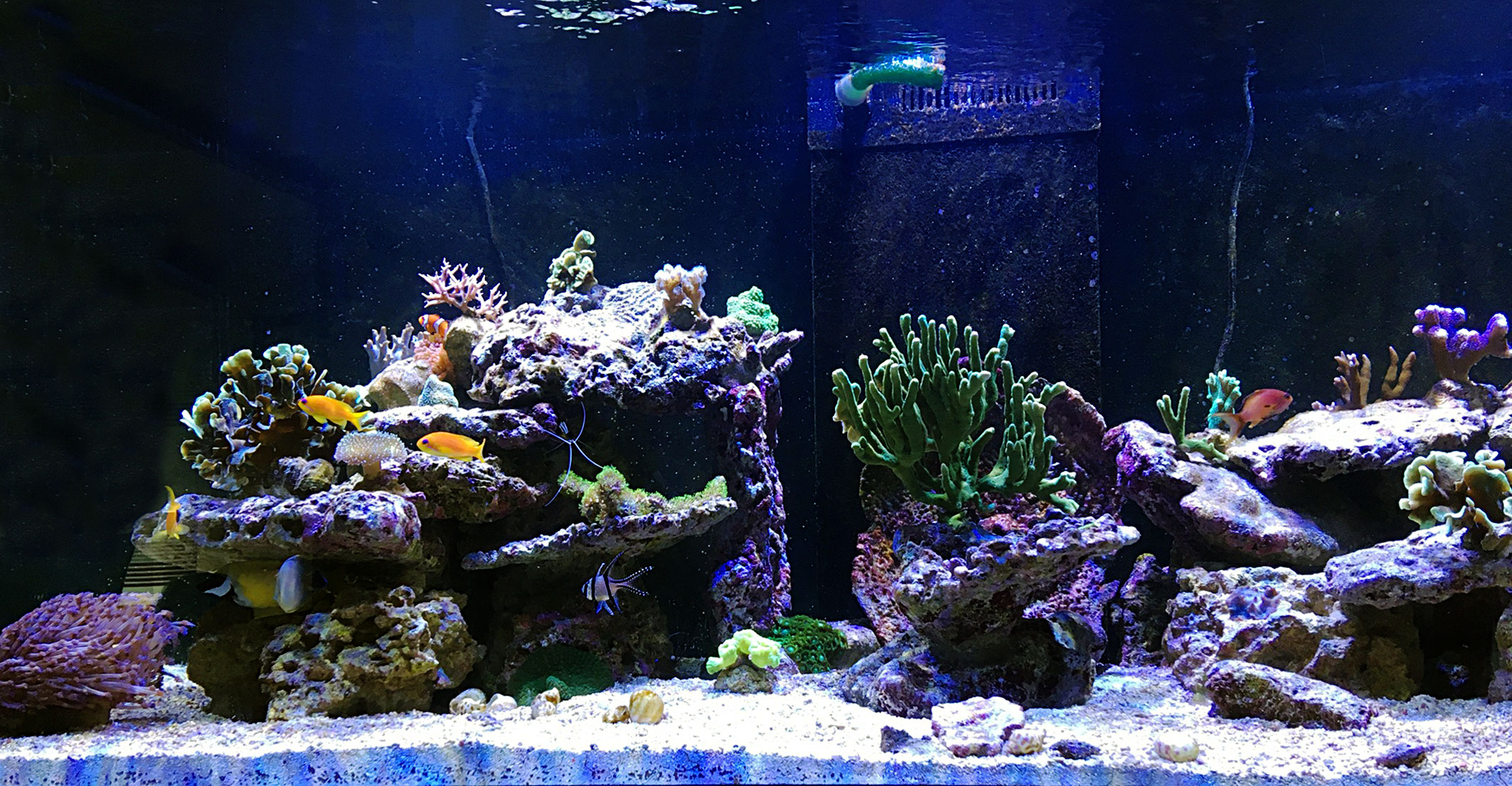 AQUARIUMBERICHT Jens Haupt - Aquarienverein Triton Dortmund e.V ...