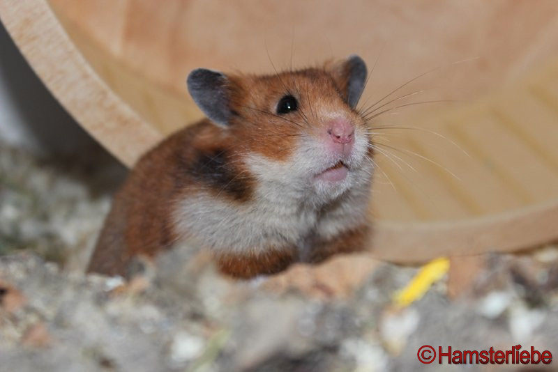 Syrischer Goldhamster (Mesocricetus auratus) - Hamsterliebe.de