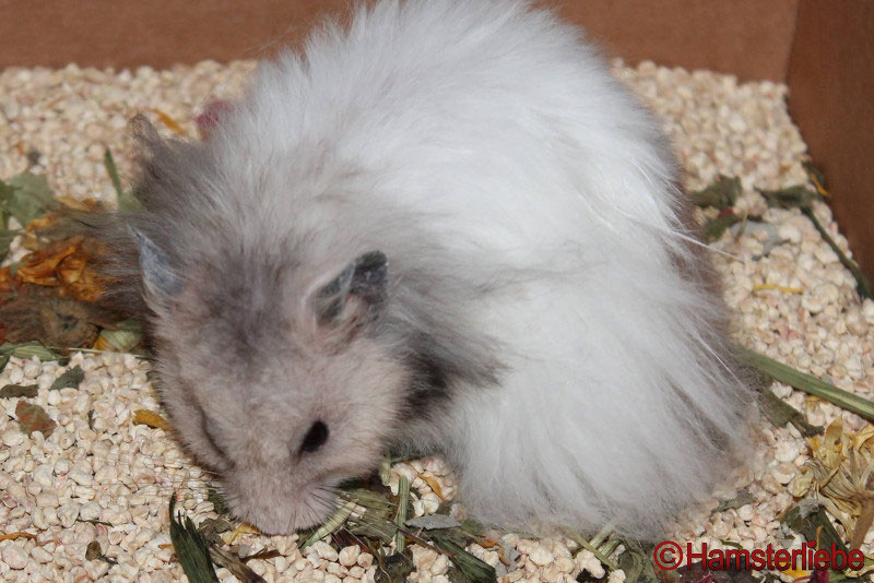 Syrischer Goldhamster (Mesocricetus auratus) - Hamsterliebe.de