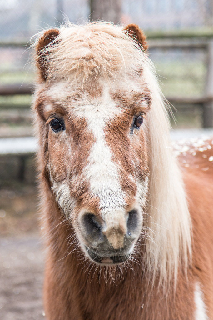 2022 - tierischer-ruhestand2s Webseite!
