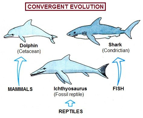 3. Evidences of evolution - Página web de evaprofecmc