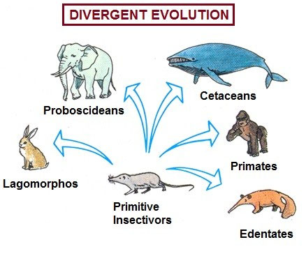 divergent evolution examples
