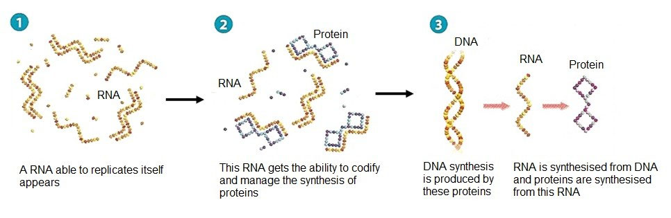 1.3. The protobiological evolution - Página web de evaprofecmc