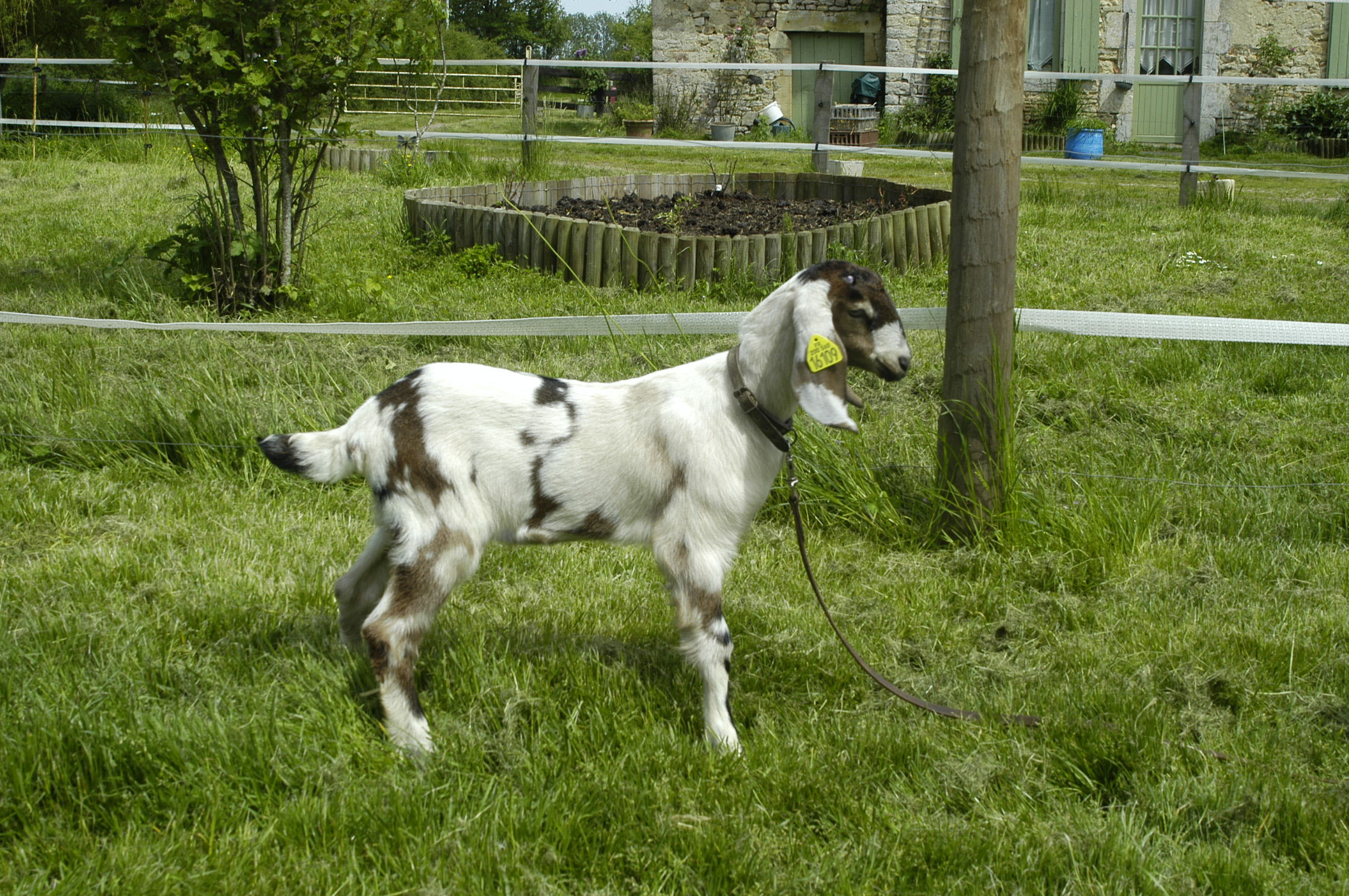 CHEVRETTES - élevage de chèvres anglo nubienne de noblequest
