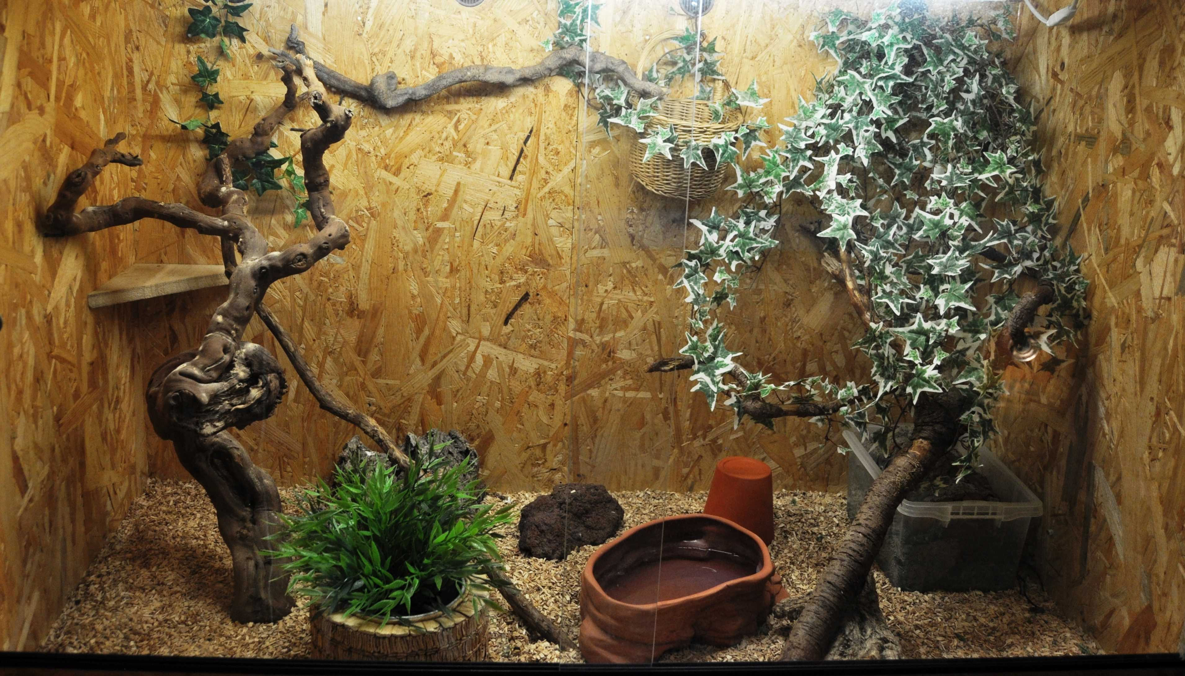 Unterbringung von Königspythons: Terrarien- oder Rackhaltung? - HaZe ...