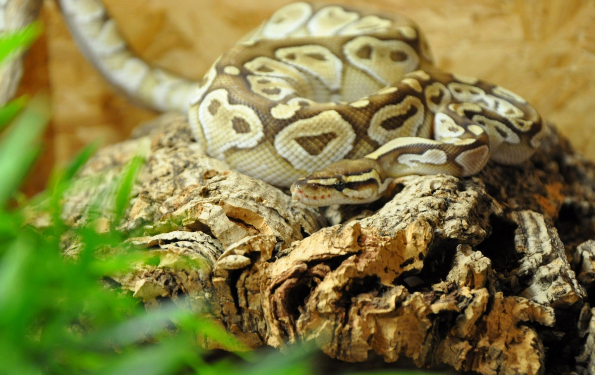 Python regius (Der Königspython) - HaZe-Reptiles