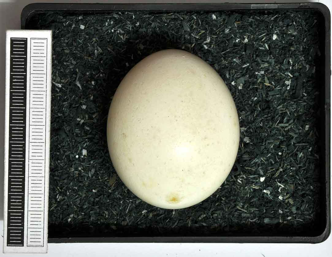 Waldkauz - Photography