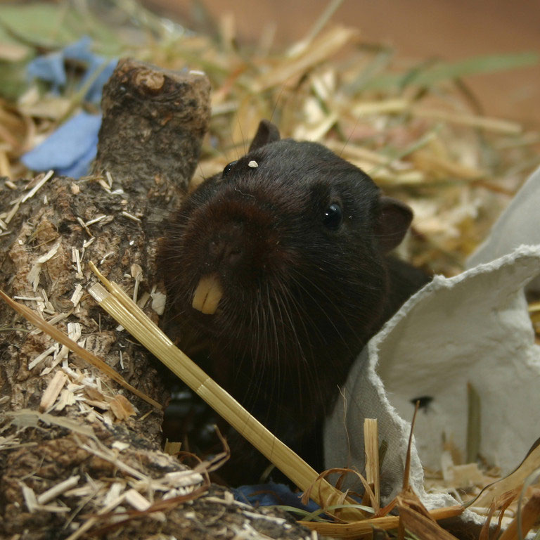 Cururos - Kleinsäuger sui generis