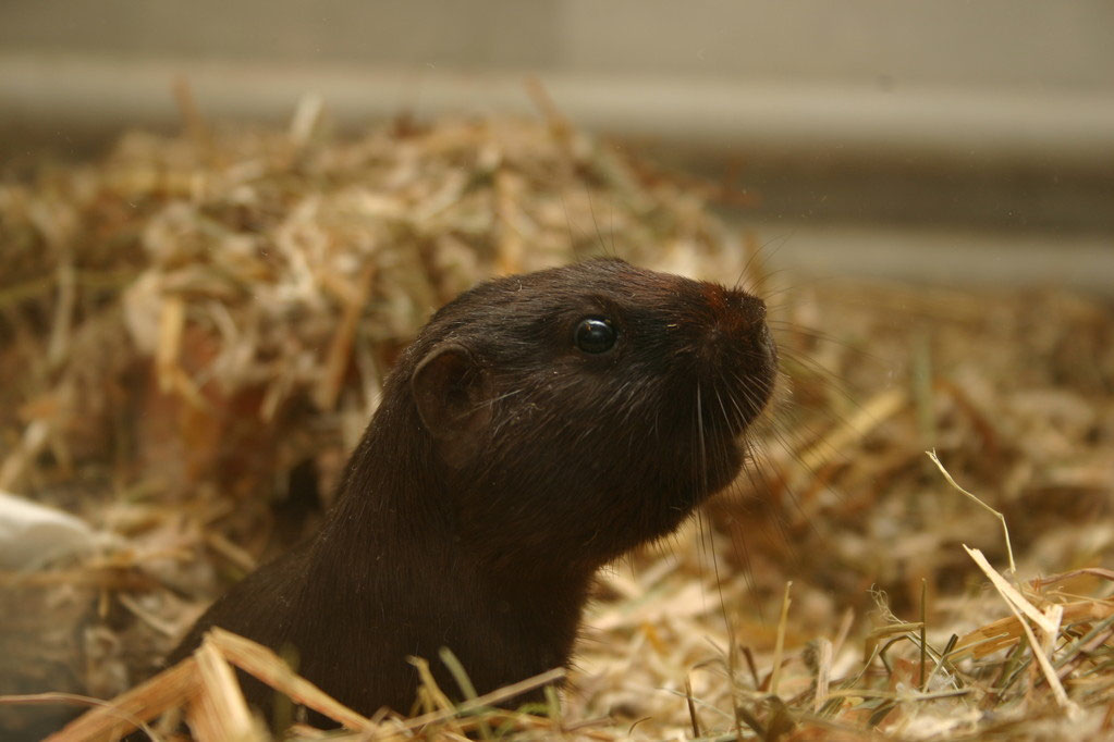 Cururos - Kleinsäuger sui generis