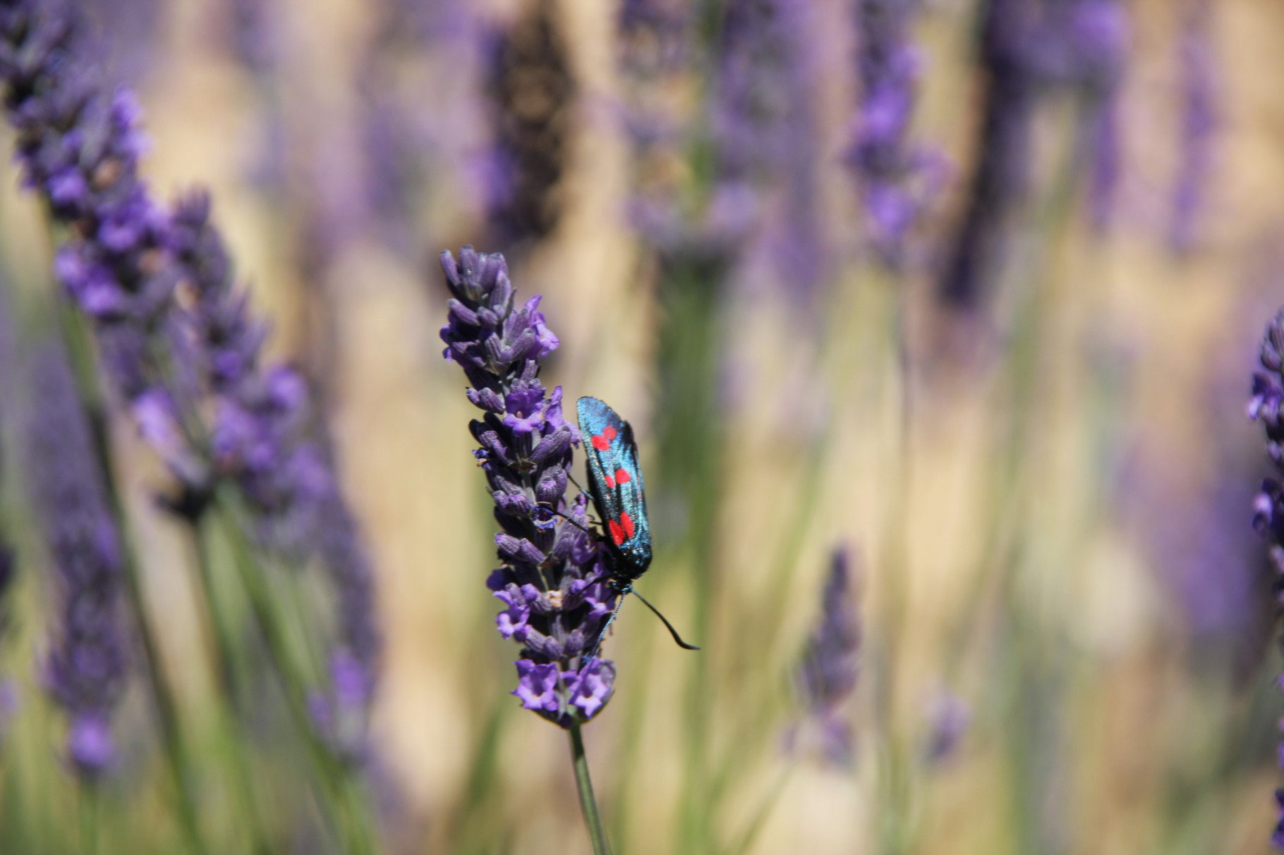 Tiere in der Provence - Sehenswürdigkeiten - Urlaubsplanung - Frankreich