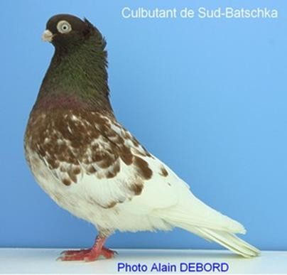 EE n°941 - Culbutant de Sud-Batschka - Club CACHE