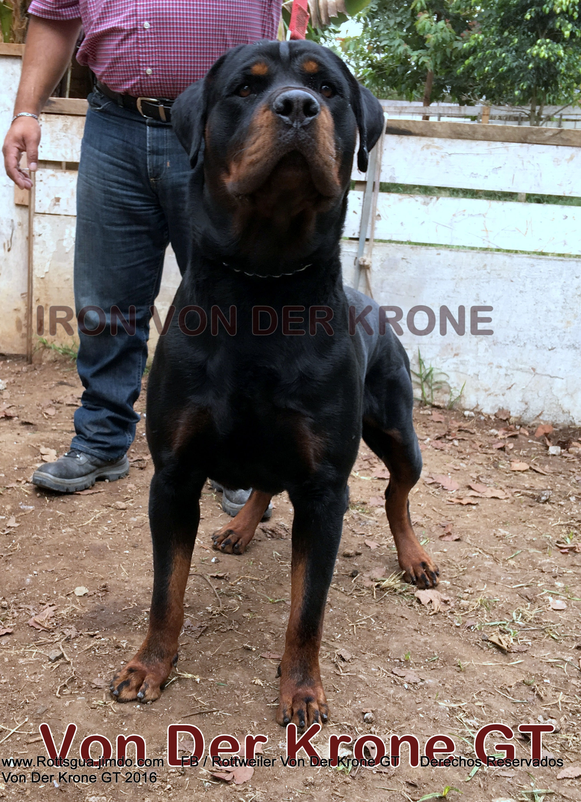 Cuanto Vale Un Rottweiler