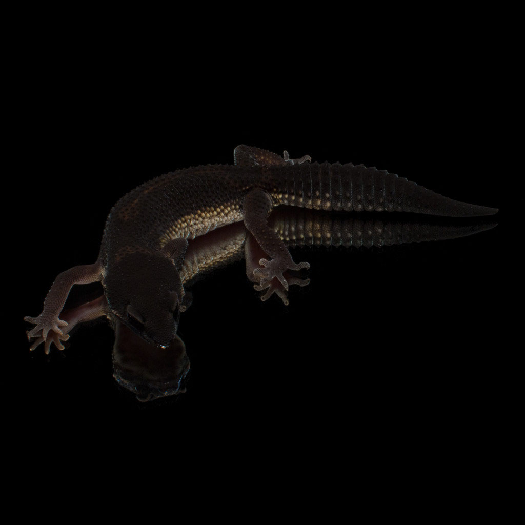 Black Night Leopard Geckos - Premium Geckos