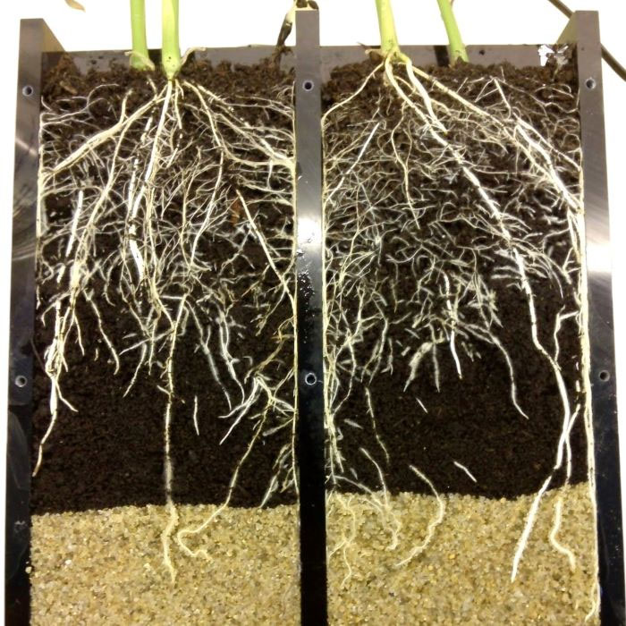 Root & Rhizosphere Monitoring - Rhizobox - Vienna Scientific