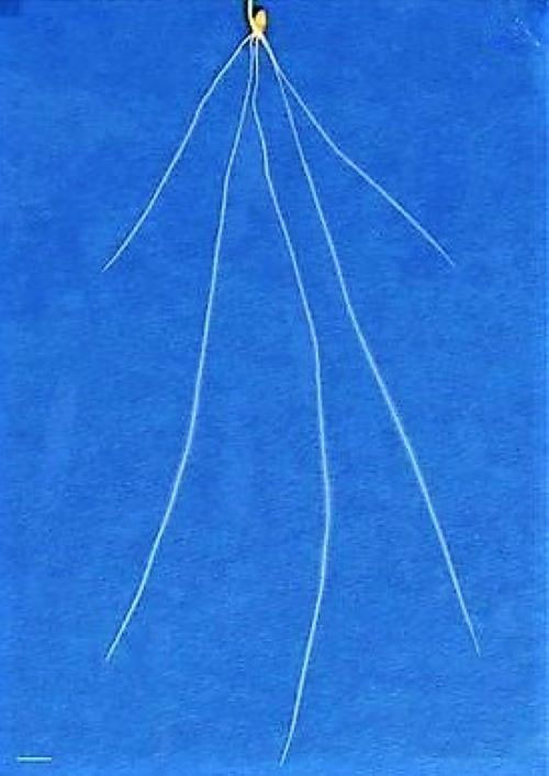 Growth Pouches - Vienna Scientific