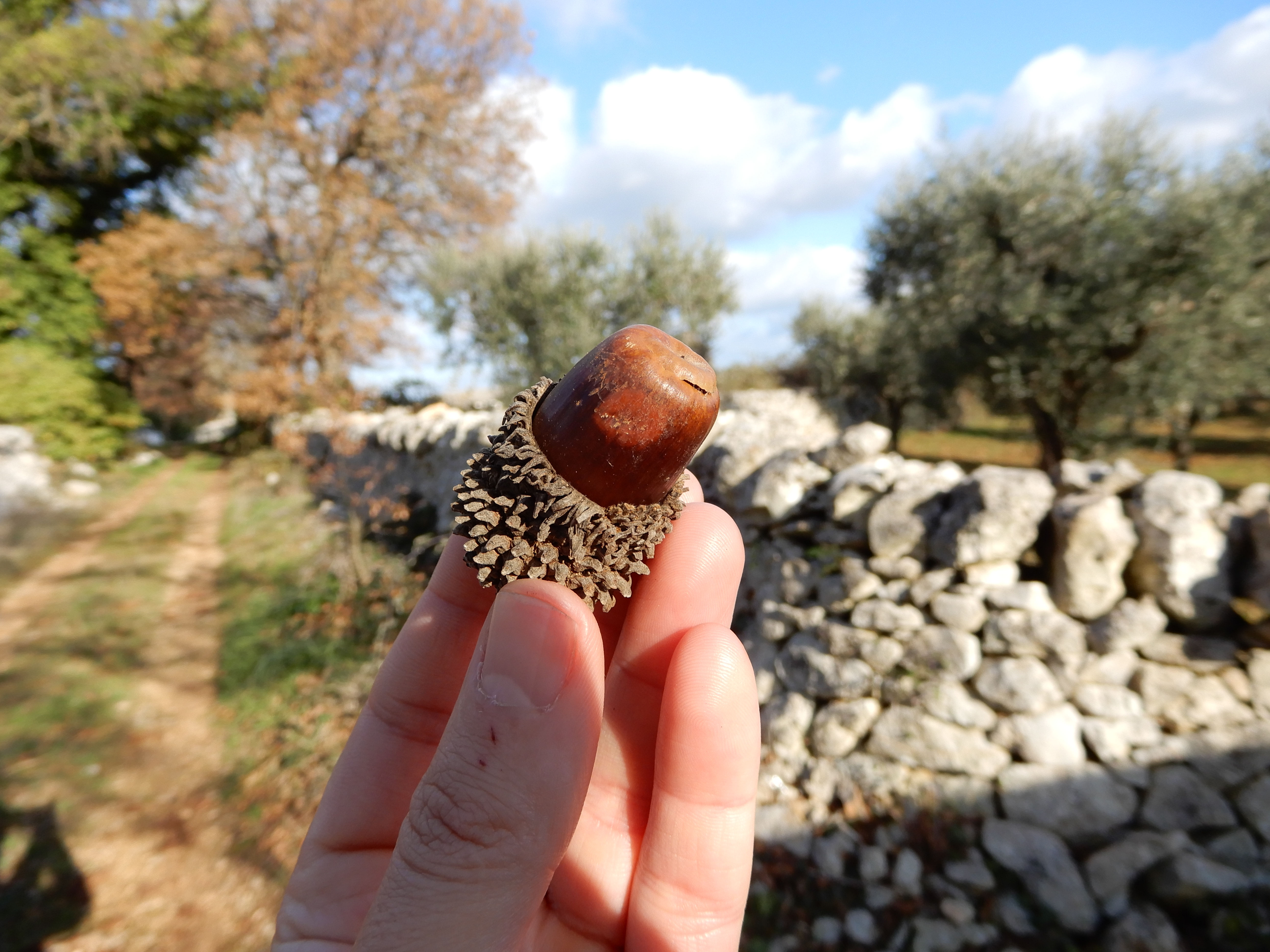 Querce: la mia ghianda è differente - Trekking across special places in ...