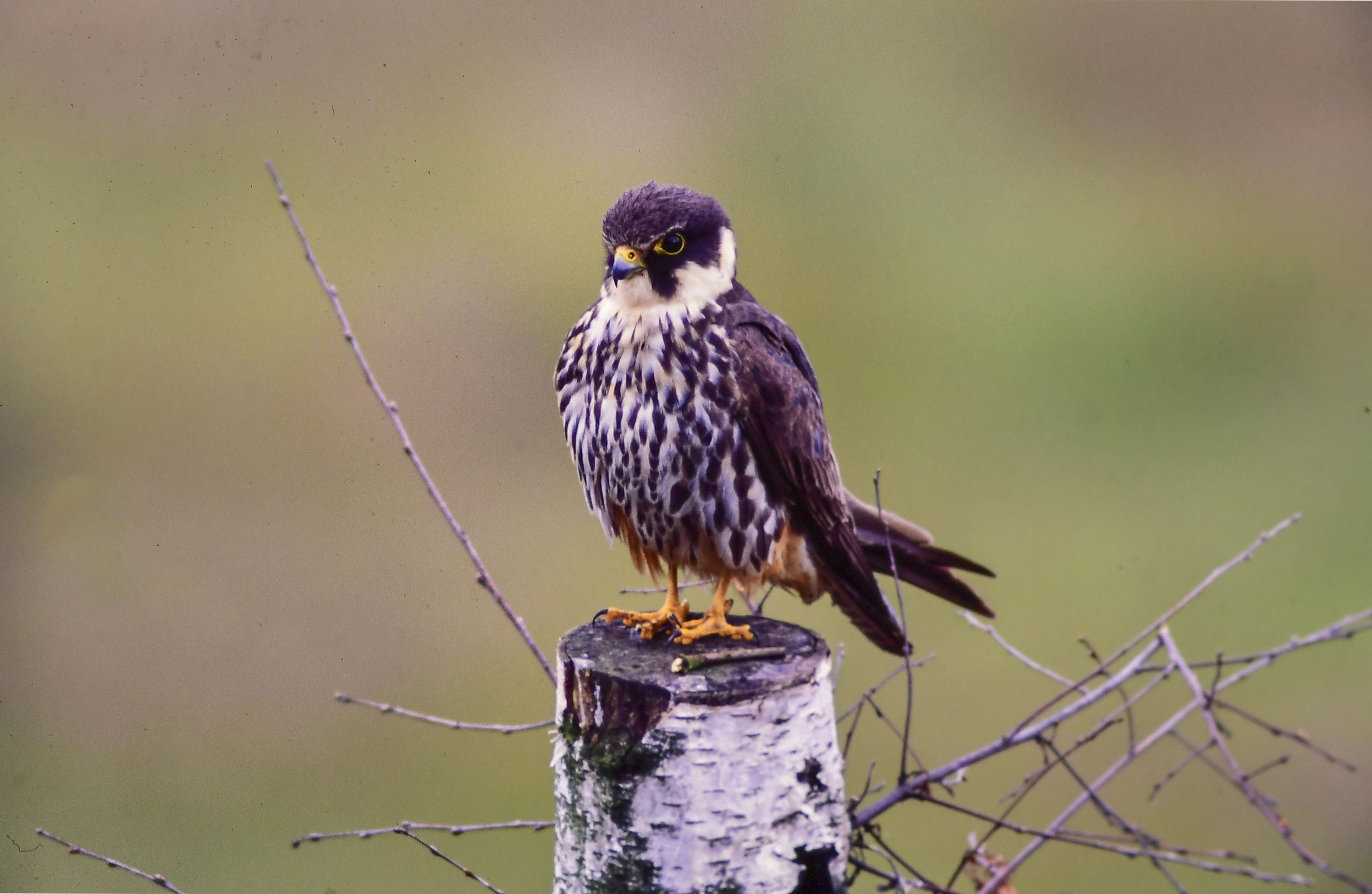 roofvogels - roofvogelwerkgroep