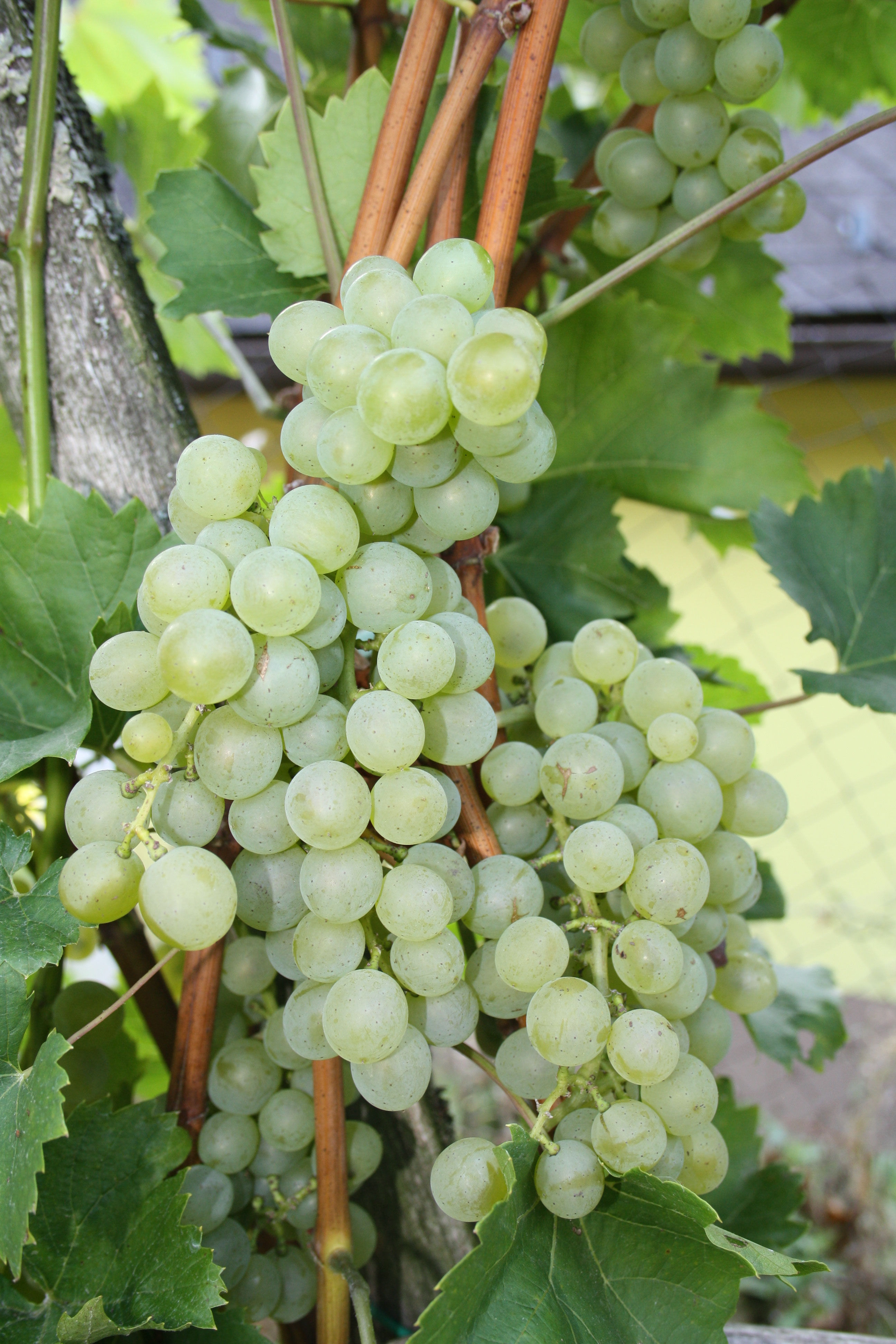 Reben für den Weinbau - Weinhof Gangl