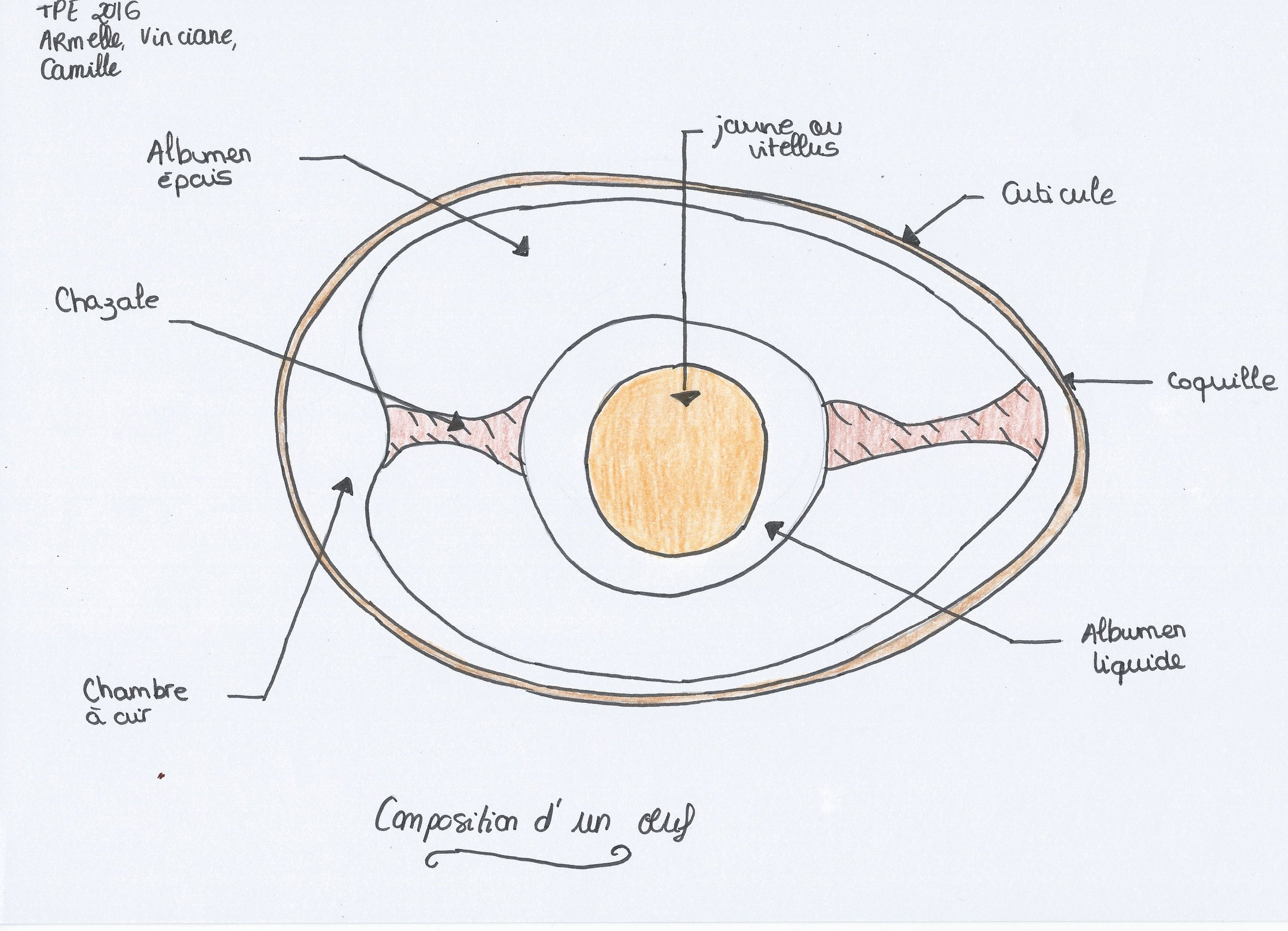 2) Quelles sont les caractéristiques biologiques d’une poule et d'un ...
