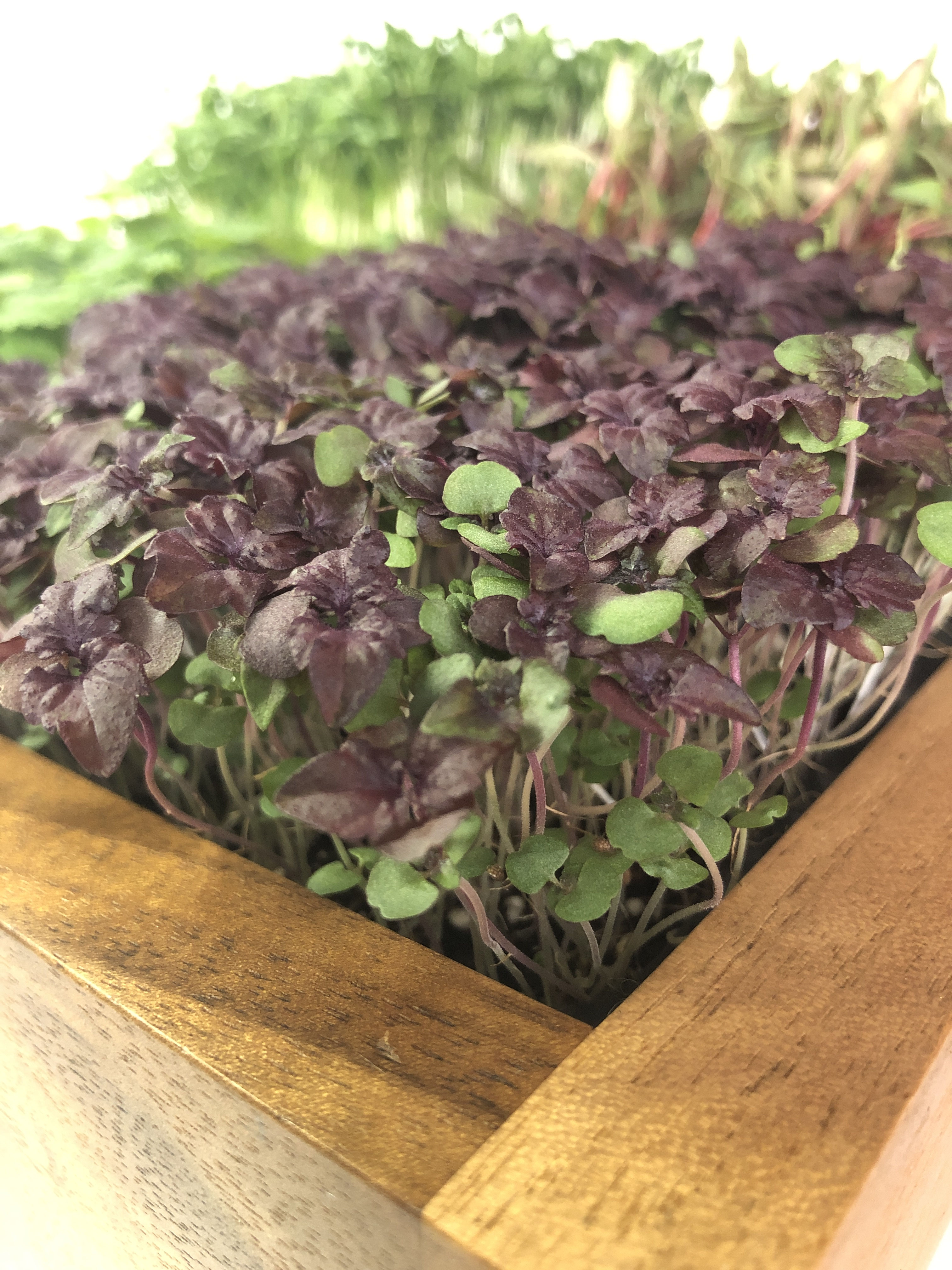 Red Shiso MicroGreens - The Irish Home Farm - A backyard garden/nursery ...