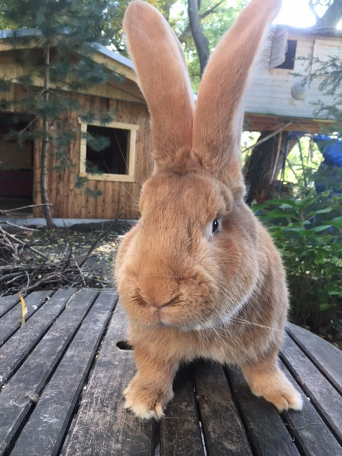Rassebeschreibung - deutsche-riesen-gelb-beudens Webseite!