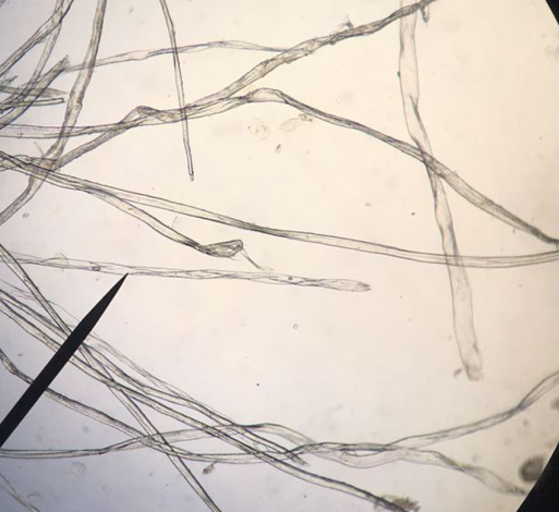 LES FIBRES - Site de tpe-methodesscientifiques